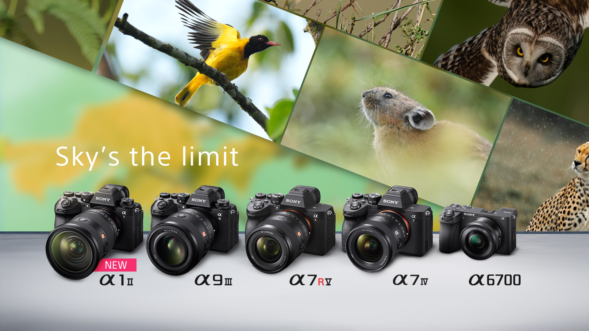 Best Sony Gear for Wildlife & Bird Photography | Sony Singapore